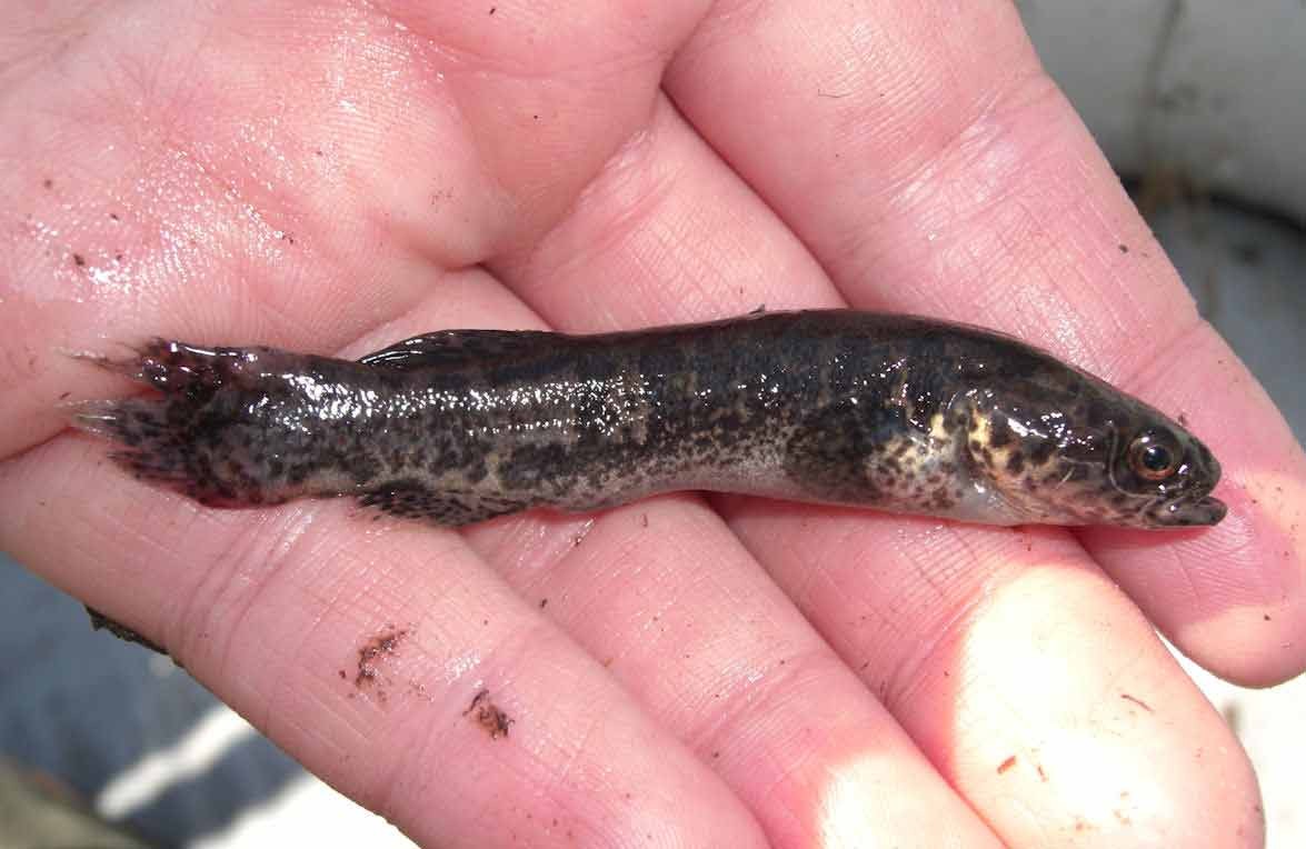 10 самых живучих существ на планете